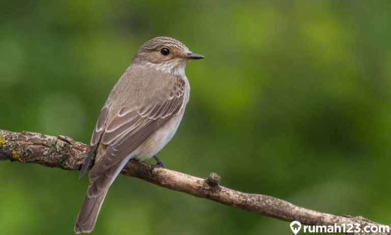 6 Jenis Burung Sikatan yang Cocok Dipelihara di Rumah. Plus Harga!