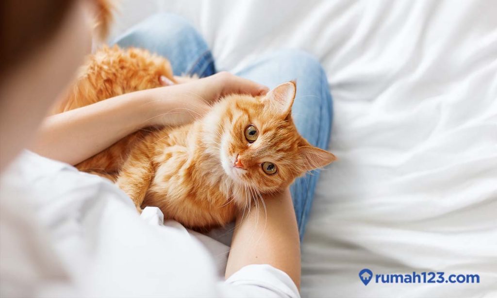 50 Ide Nama Kucing Jawa Jantan dan Betina yang Unik