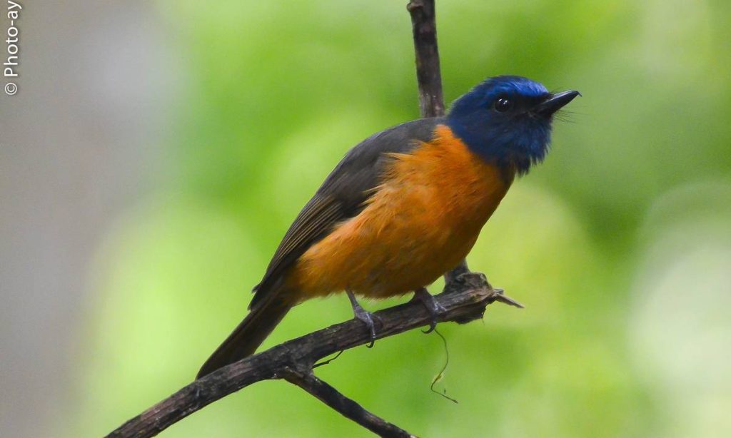 6 Jenis Burung Sikatan yang Cocok Dipelihara di Rumah. Plus Harga!