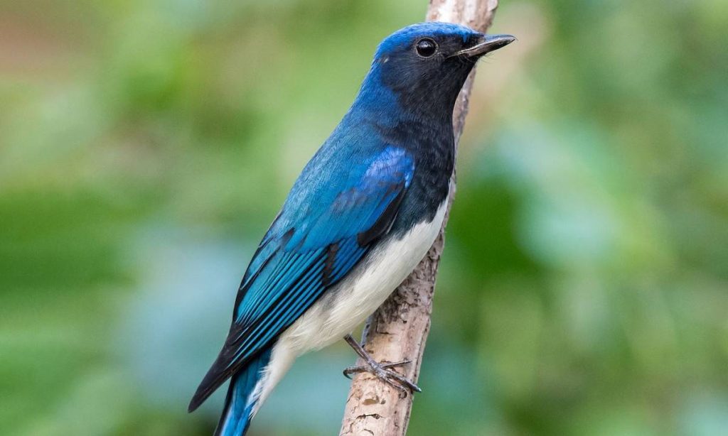 6 Jenis Burung Sikatan yang Cocok Dipelihara di Rumah. Plus Harga!