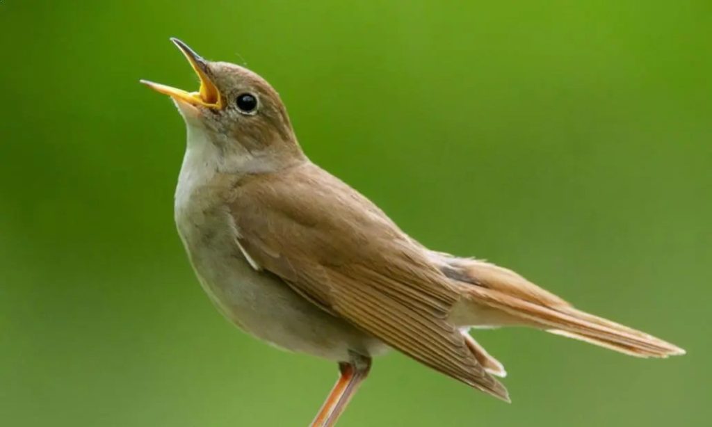 6 Jenis Burung Sikatan yang Cocok Dipelihara di Rumah. Plus Harga!