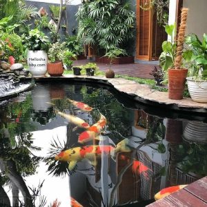 7 Inspirasi Kolam Ikan Koi Minimalis Lahan Sempit yang Estetik