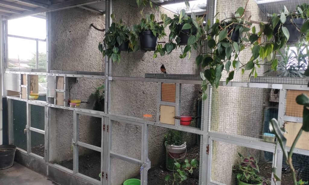 7 Cara Ternak Murai Batu di Dalam Rumah, Pasti Berhasil!