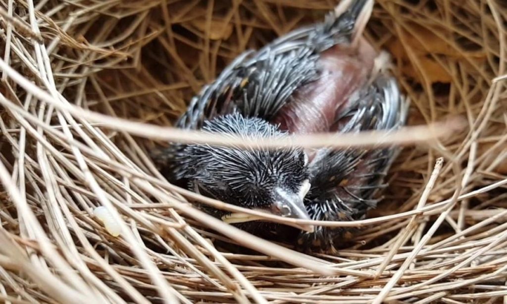 7 Cara Ternak Murai Batu di Dalam Rumah, Pasti Berhasil!