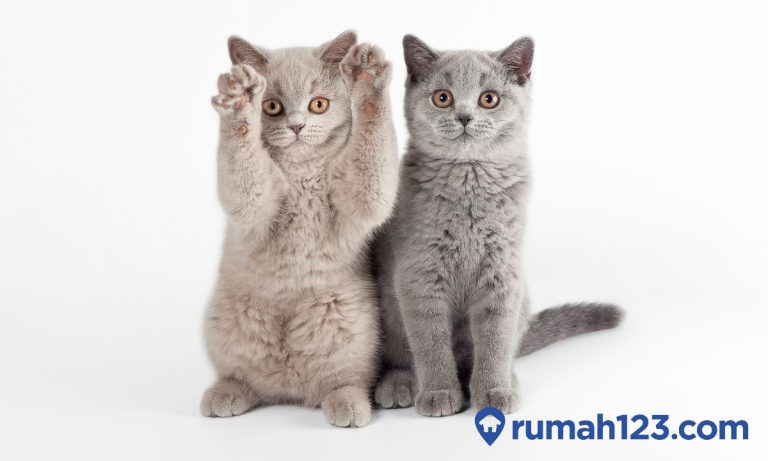 5 Cara Membedakan Kucing Jantan dan Betina