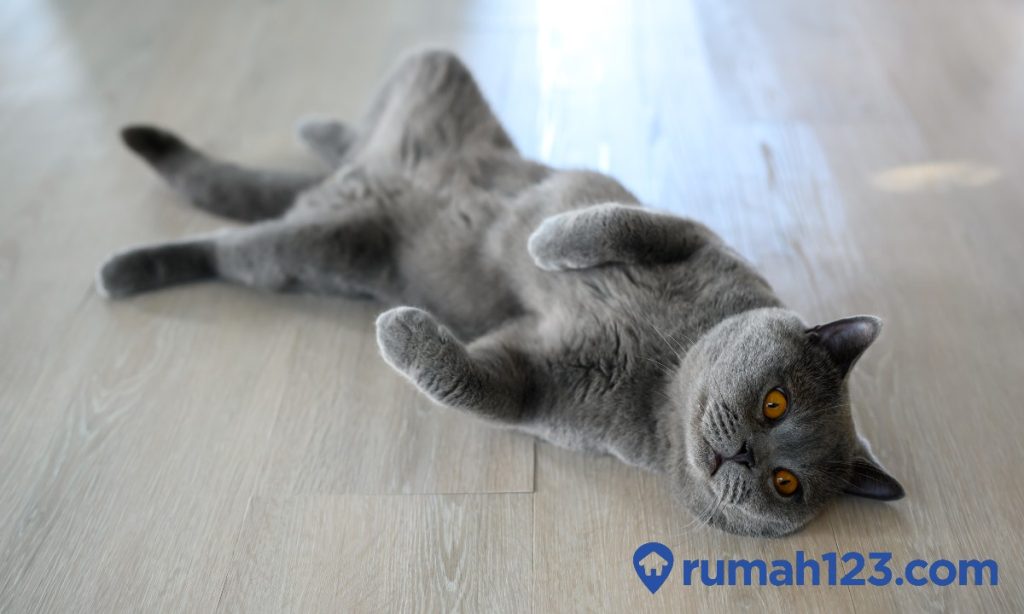 5 Cara Membedakan Kucing Jantan dan Betina