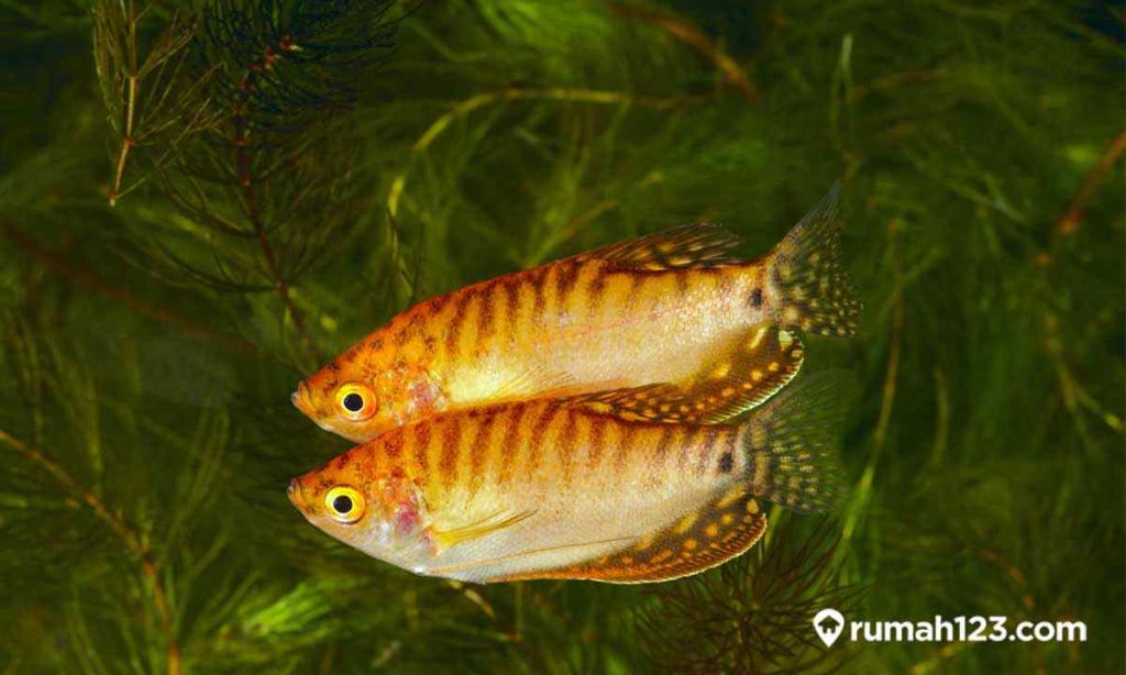 3 Jenis Makanan Ikan Sepat yang Bergizi dan Menyehatkan. Wajib Tahu!