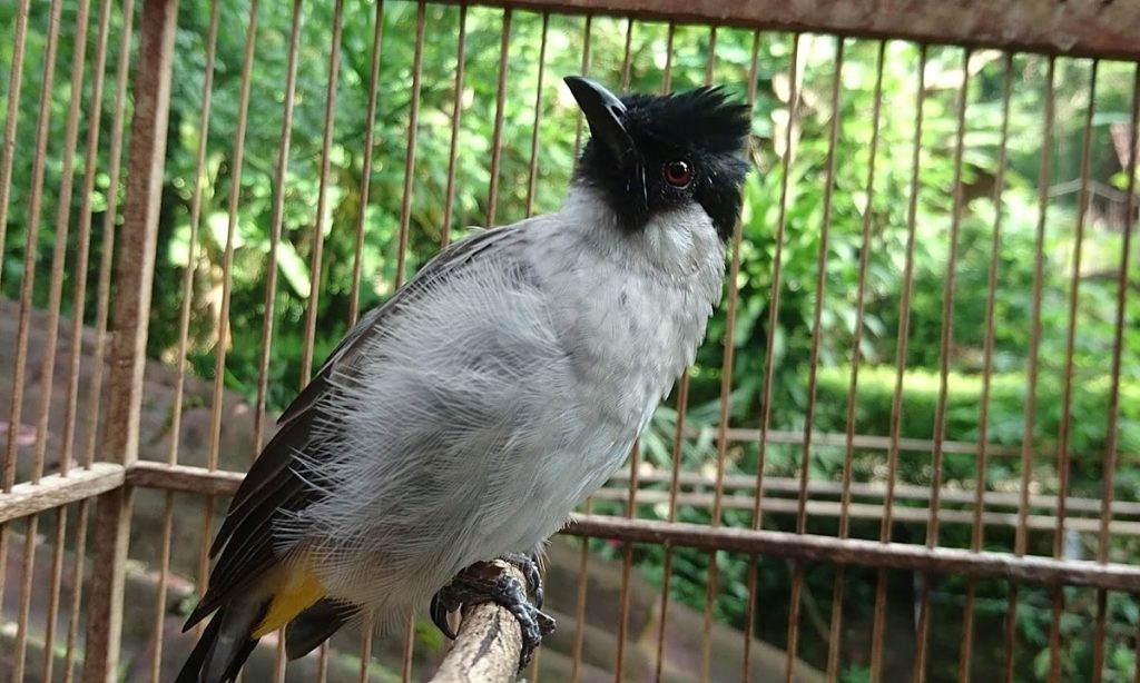 8 Jenis Burung Kutilang Populer dan Bisa Dipelihara. Punya Suara Merdu!