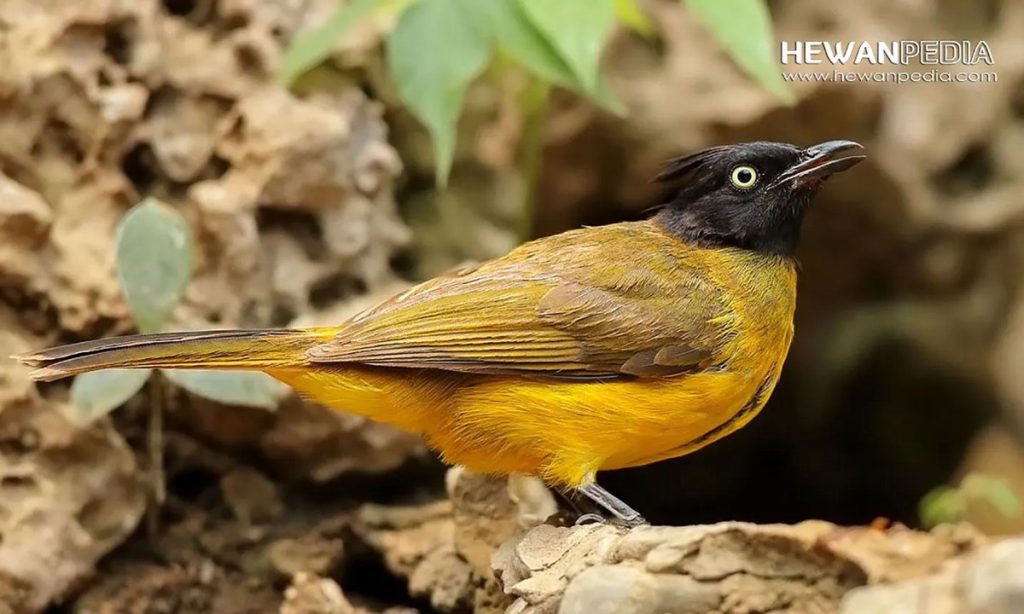 8 Jenis Burung Kutilang Populer dan Bisa Dipelihara. Punya Suara Merdu!