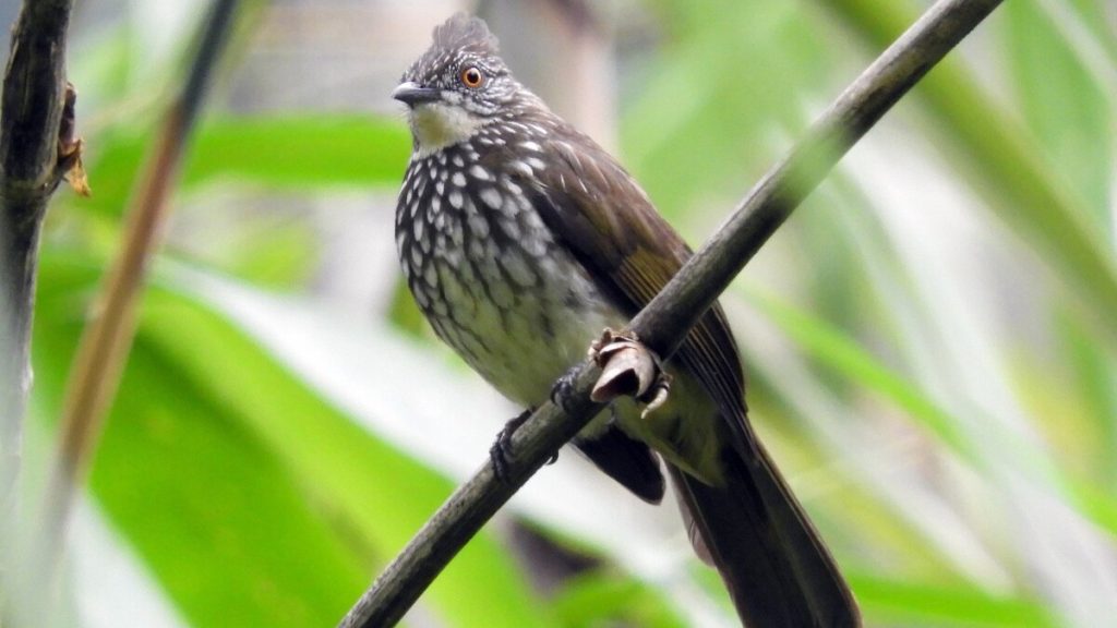 8 Jenis Burung Kutilang Populer dan Bisa Dipelihara. Punya Suara Merdu!