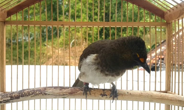 8 Jenis Burung Kutilang Populer dan Bisa Dipelihara. Punya Suara Merdu!