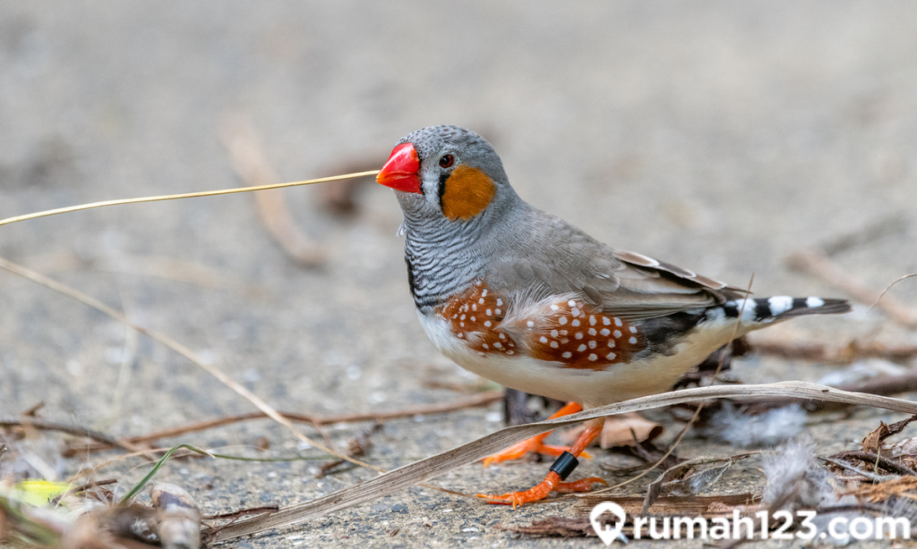 8 Jenis Burung Kutilang Populer dan Bisa Dipelihara. Punya Suara Merdu!