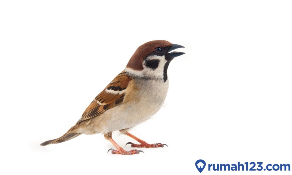 8 Makanan Burung Gereja yang Bernutrisi Tinggi. Baik untuk Tubuh!