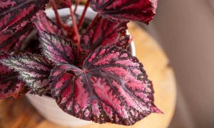 Cara Memperbanyak Bunga Begonia dari Stek hingga Pemisahan Rumpun