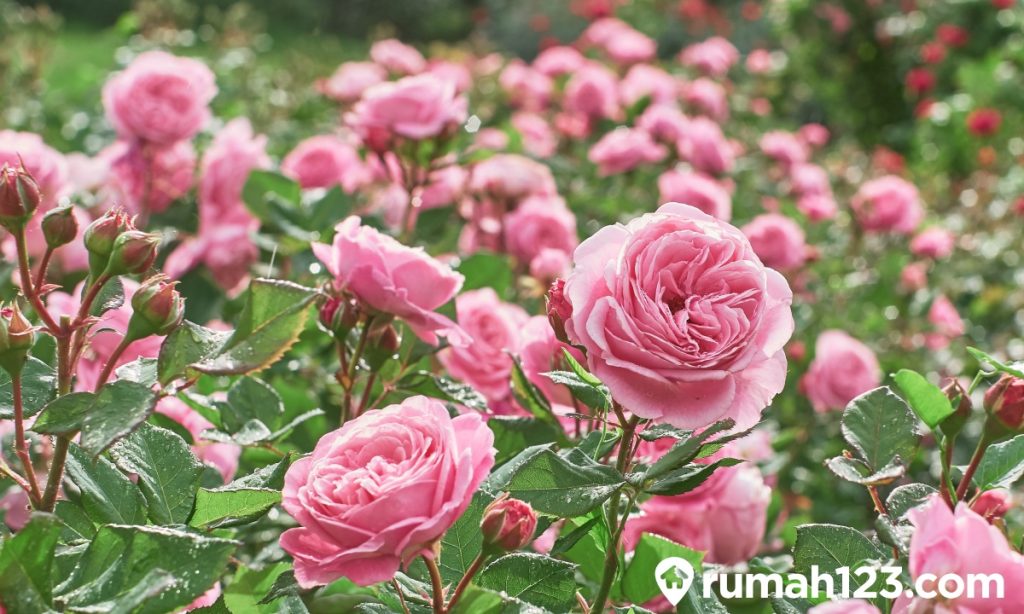 7 Bunga yang Melambangkan Cinta untuk Diberikan ke Orang Spesial