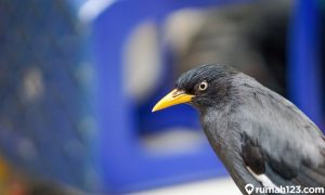 Mengenal Jalak Kebo, Harga, Kelebihan, dan Cara Merawatnya di Rumah