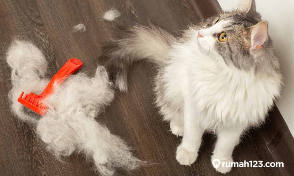 9 Cara Mengatasi Bulu Kucing Rontok agar Kembali Sehat