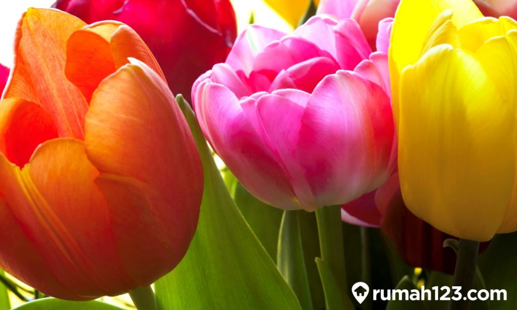 8 Jenis Bunga yang Melambangkan Kebahagiaan