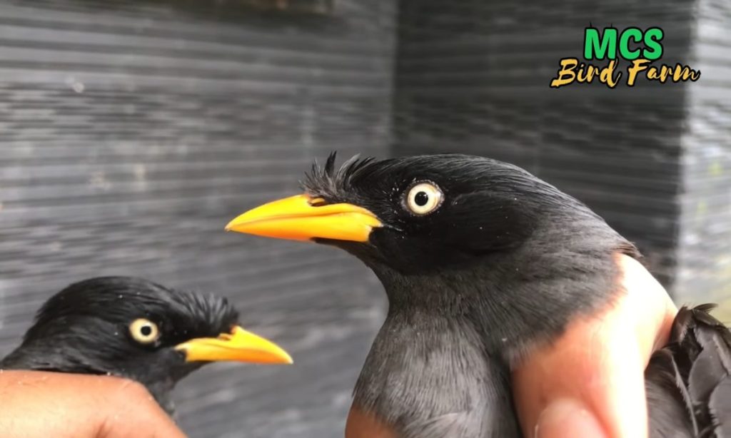 8 Perbedaan Jalak Kebo Jantan dan Betina, Ini Cara Membedakannya!