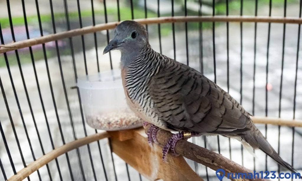 8 Cara Membedakan Perkutut Jantan dan Betina. Mudah, kok!