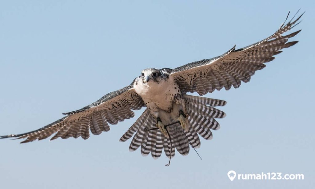 Mengenal Makanan Burung Alap Alap dari Daging hingga Serangga!