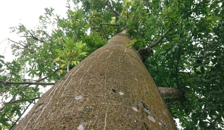 Mengenal Pohon Randu: Pengertian, Manfaat, Habitat dan Klasifikasi