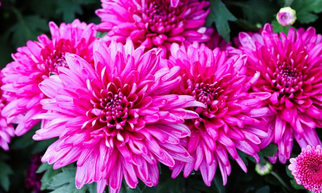 7 Cara Merawat Bunga Krisan agar Tumbuh Subur dan Berbunga