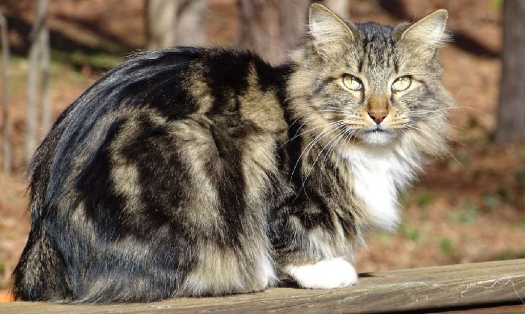Mengenal Kucing American Bobtail beserta Fakta Uniknya