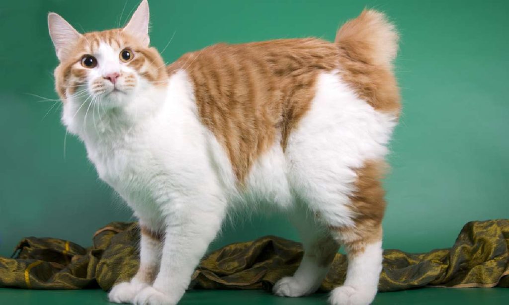 Mengenal Kucing American Bobtail beserta Fakta Uniknya