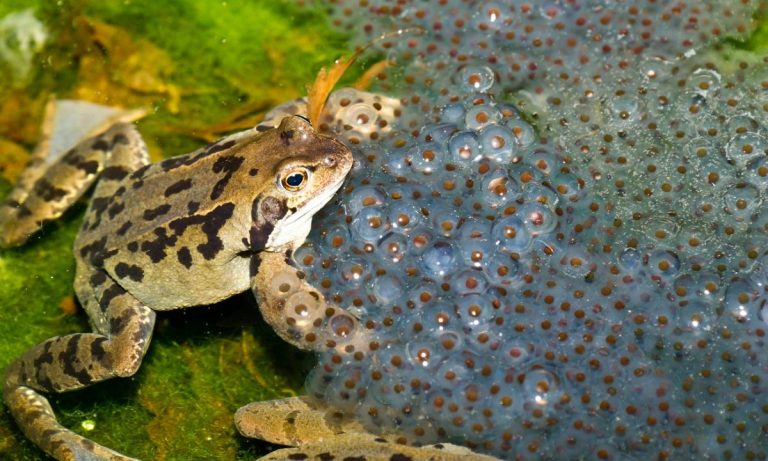 5 Proses Daur Hidup Katak dan Penjelasannya, Kamu Harus Tahu!