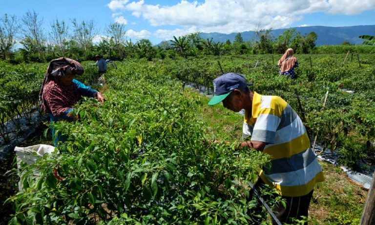 Syarat dan Aturan Jual Beli Tanah Pertanian, Wajib Tahu!