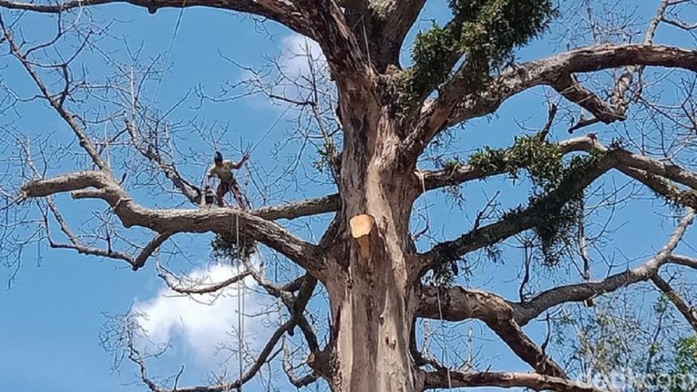 Mengenal Pohon Randu: Pengertian, Manfaat, Habitat dan Klasifikasi