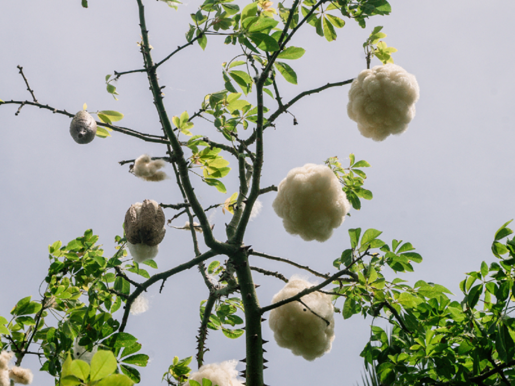 Mengenal Pohon Randu: Pengertian, Manfaat, Habitat dan Klasifikasi
