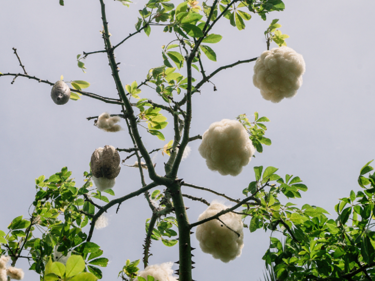 Mengenal Pohon Randu: Pengertian, Manfaat, Habitat dan Klasifikasi