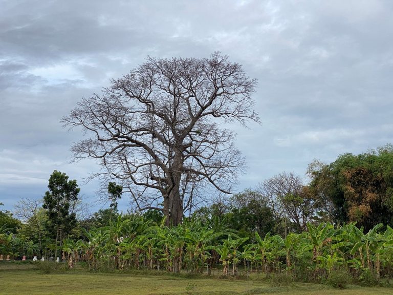 Mengenal Pohon Randu: Pengertian, Manfaat, Habitat dan Klasifikasi