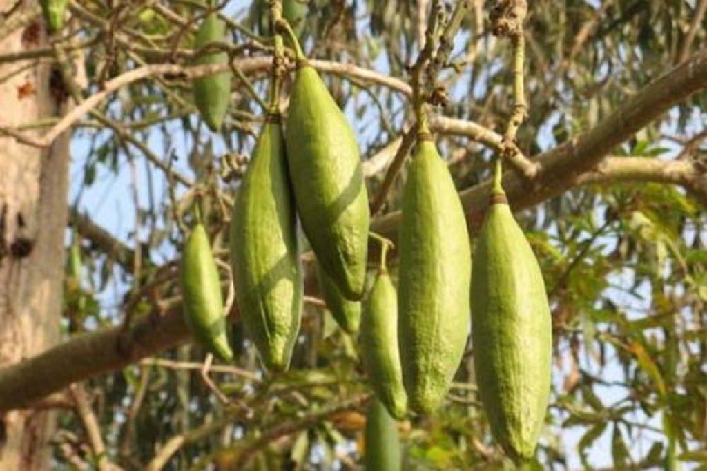 Mengenal Pohon Randu: Pengertian, Manfaat, Habitat dan Klasifikasi