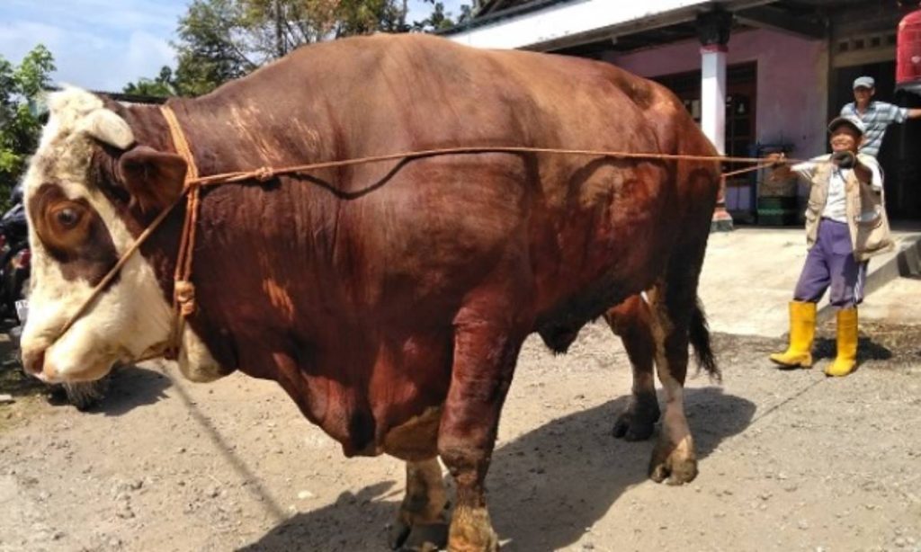 7 Syarat Hewan Kurban Sesuai Sunnah dan Syariat Islam, Catat!