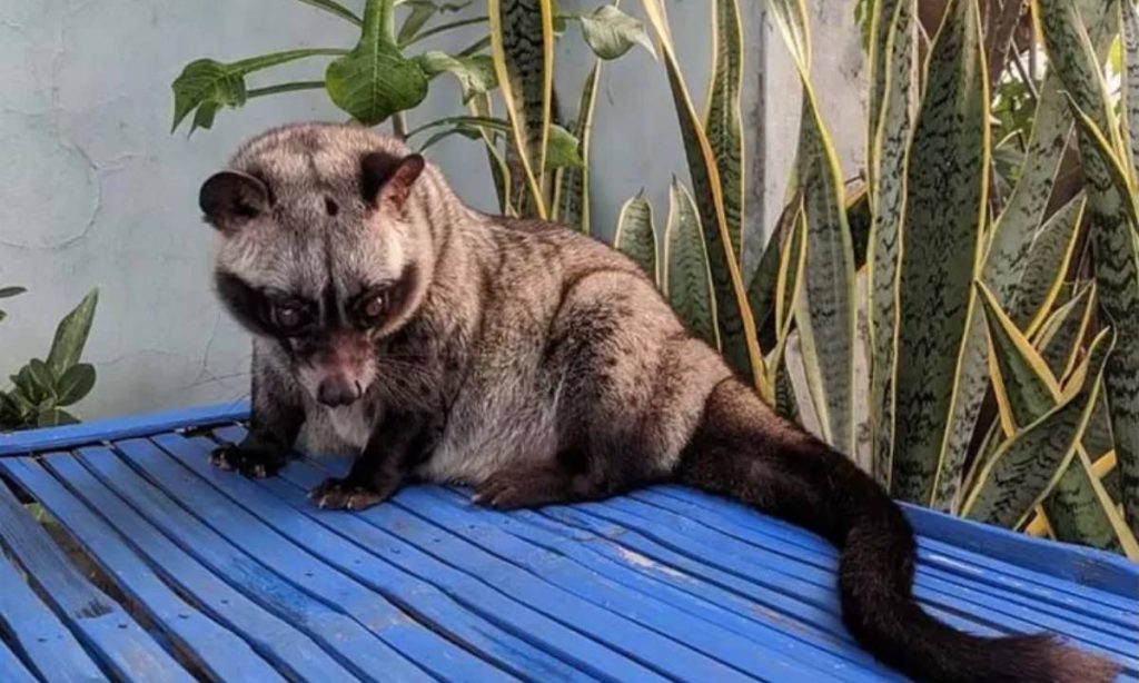 Musang Masuk Rumah Pertanda Apa? Ini Artinya Menurut Primbon Jawa!