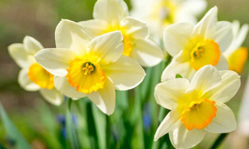 7 Bunga Beracun untuk Kucing. Bisa Sebabkan Kematian!