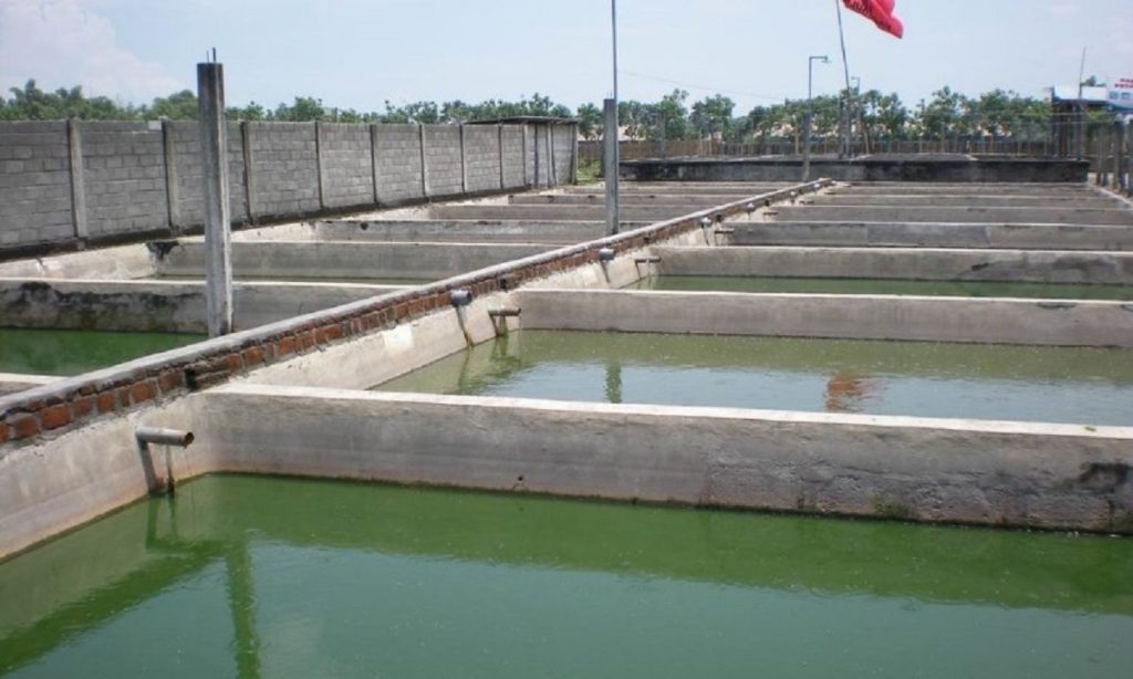 8 Cara Menghilangkan Lumut di Kolam Beton, Mudah dan Sederhana!