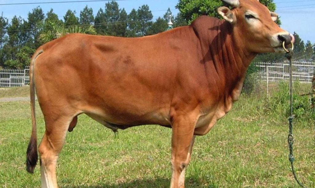 Harga Sapi Kurban Terbaru 2023 dan Syaratnya Sesuai Syariat Islam