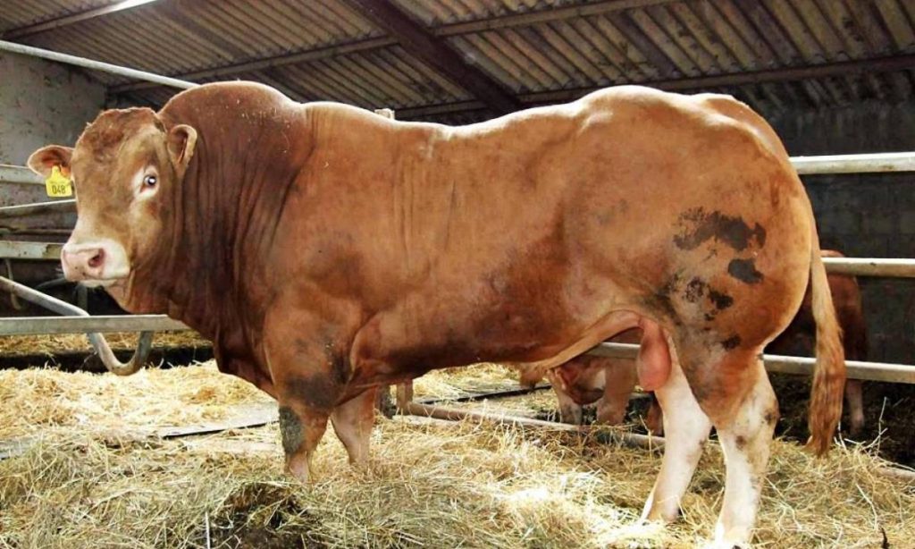 Harga Sapi Kurban Terbaru 2023 dan Syaratnya Sesuai Syariat Islam