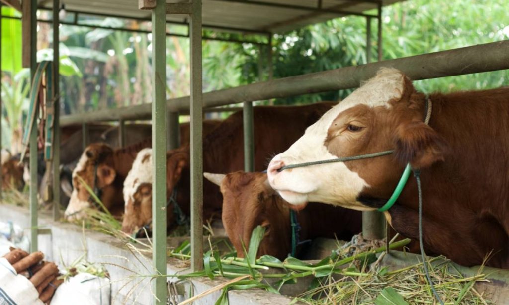 Harga Sapi Kurban Terbaru 2023 dan Syaratnya Sesuai Syariat Islam