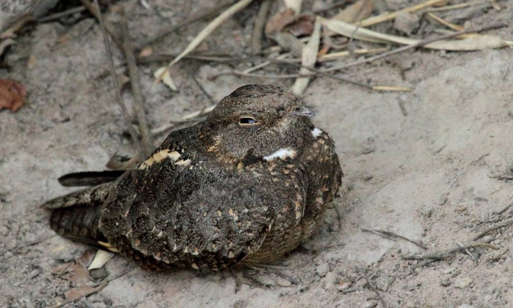 Suara Burung Cuit Cuit Pertanda Apa? Artinya Bikin Merinding!