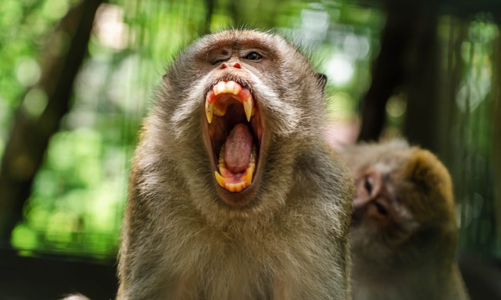 10 Arti Mimpi Dikejar Monyet menurut Islam & Sumber Lain. Tanda Apa?