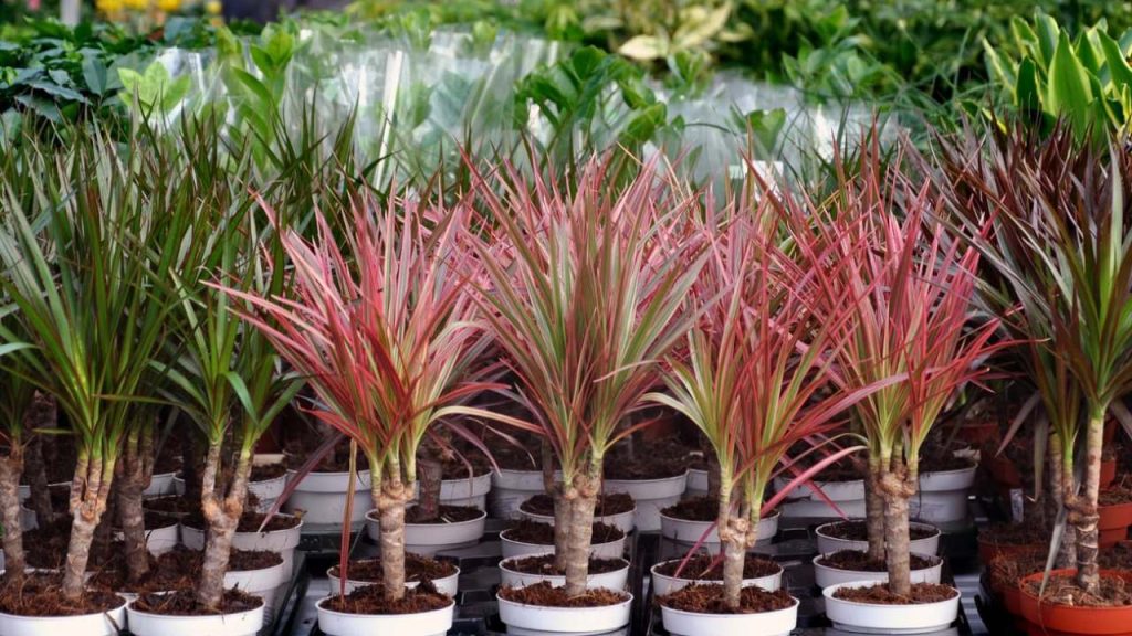 5 Tanaman Hias Daun Merah yang Eksotis, Cantiknya Tiada Dua!