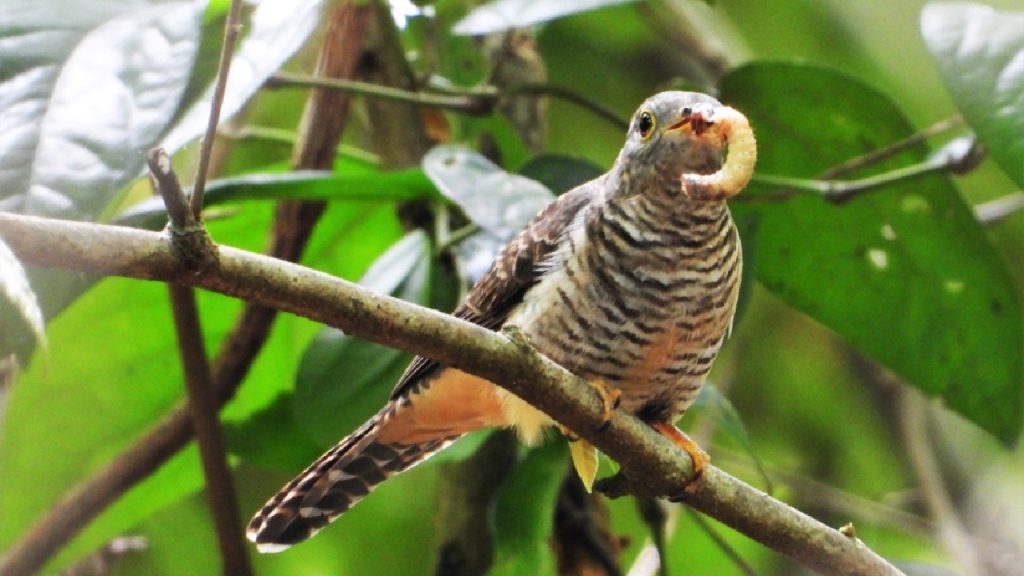 Arti Burung Kedasih menurut Islam, Benarkah Pertanda Buruk?