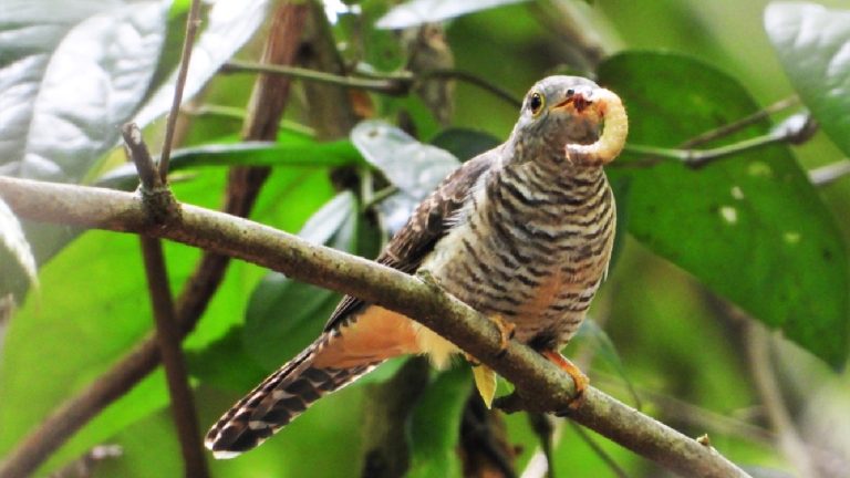 Arti Burung Kedasih menurut Islam, Benarkah Pertanda Buruk?