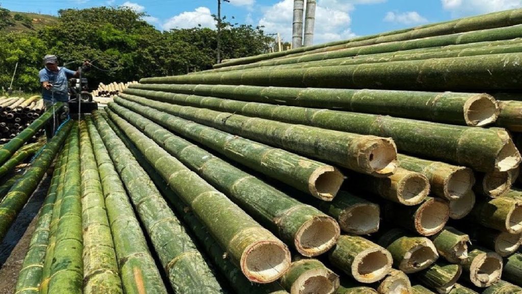 Daftar Harga Bambu Per Batang Semua Jenis Terbaru 2025