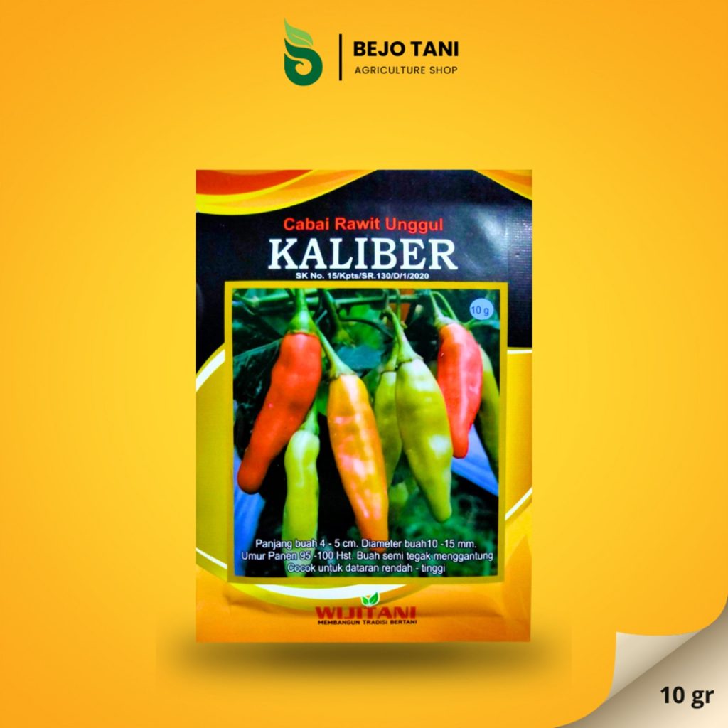 5 Rekomendasi Bibit Cabe Rawit Unggul, Berkualitas dan Cepat Panen!